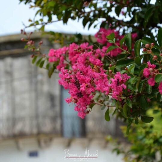 San Antonio de Areco, Buenos Aires: A Travel Guide