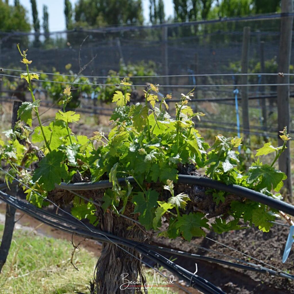 The Best Things to Do in San Rafael, Argentina