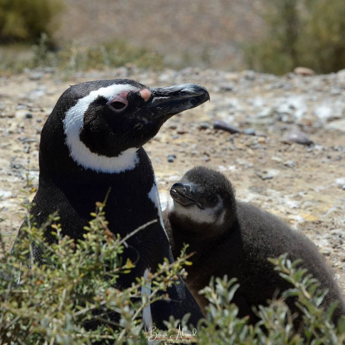 Peninsula Valdés in Argentina: The Complete Travel Guide