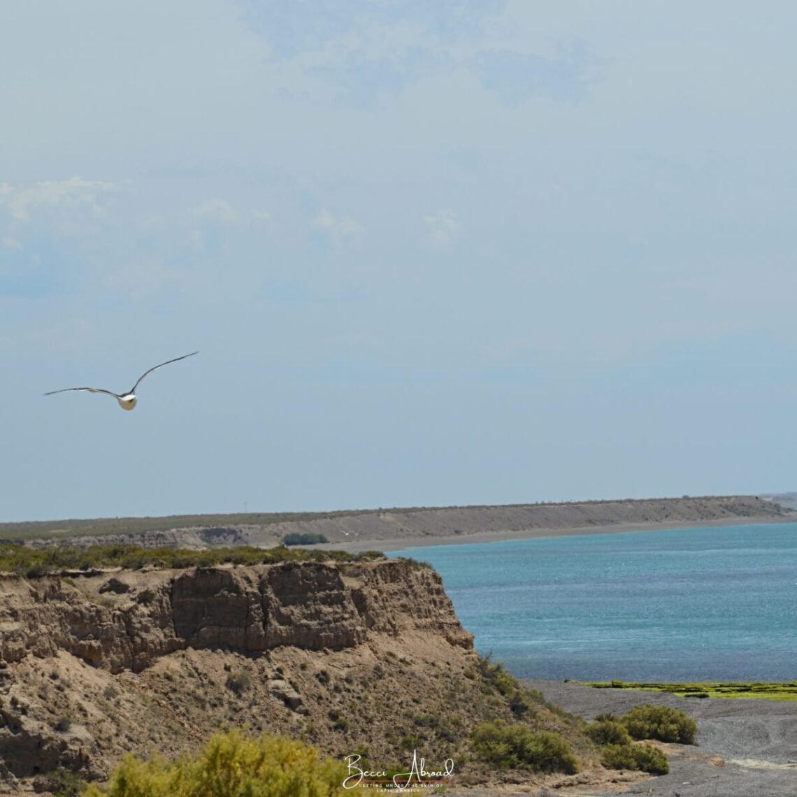 Peninsula Valdés in Argentina: The Complete Travel Guide