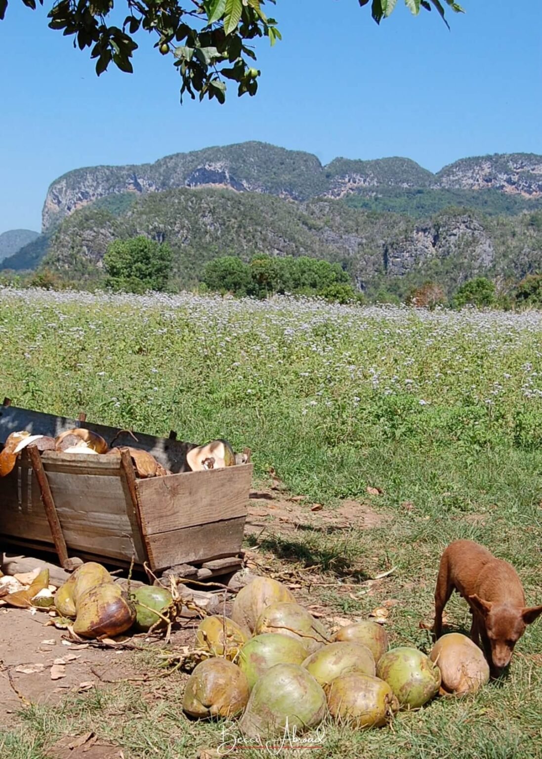 Rejse til Cuba: De 20 bedste oplevelser på Cuba